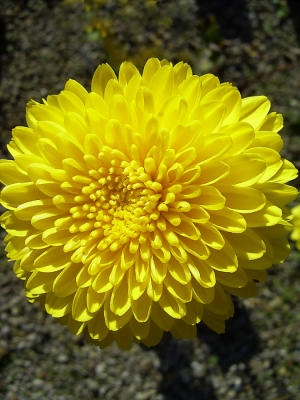 Nomenclatura: Nomenclatura