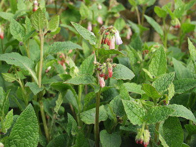 Symphytum grandiflorum 'Goldsmith'