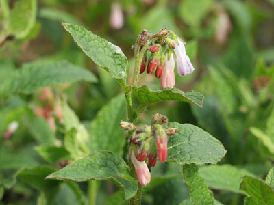 Symphytum grandiflorum 'Goldsmith'